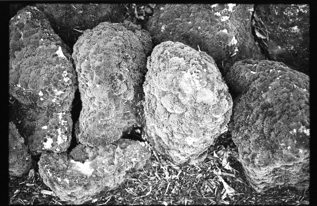 The Argus STL 1000 | An Overview of a Clean & Clunky SLR